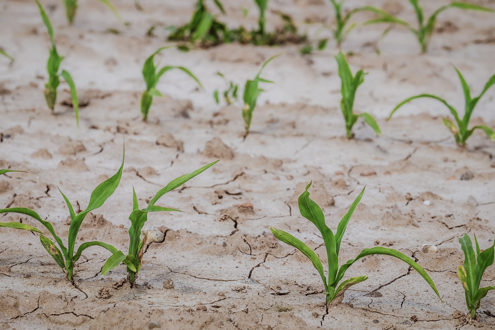 Climate change, corn bushels, and your wallet - Center for Climate and ...